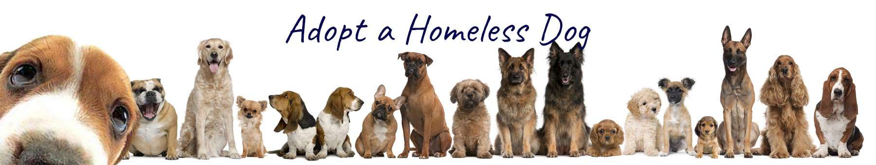 Dogs Archives - Adoptable