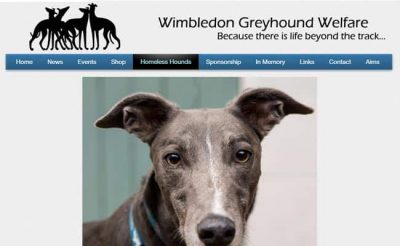 Wimbledon Greyhound Welfare, Hersham - Pet Rescue and Animal Welfare ...