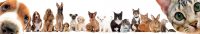 The Kit Wilson Trust, Uckfield - Pet Rescue and Animal Welfare Groups ...