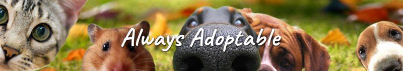 Adoptable - Helping to rehome adoptable pets, homeless cats and dogs