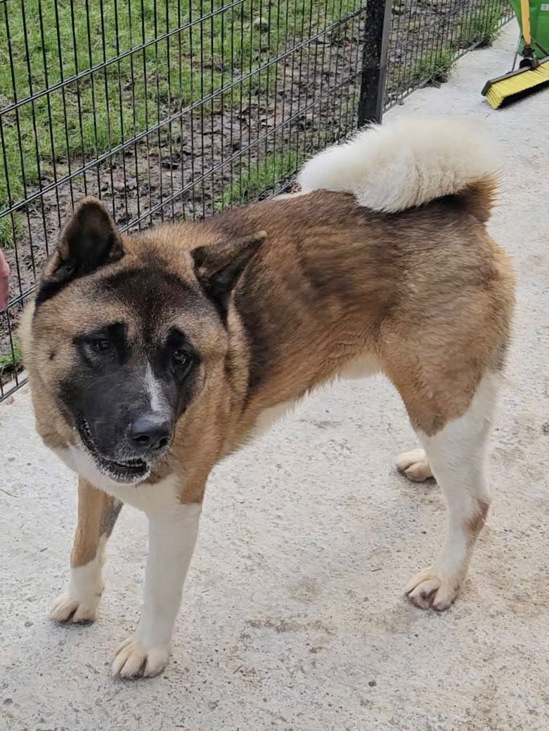 Adoptable Dogs, Armani in Slough - adoptable.co.uk