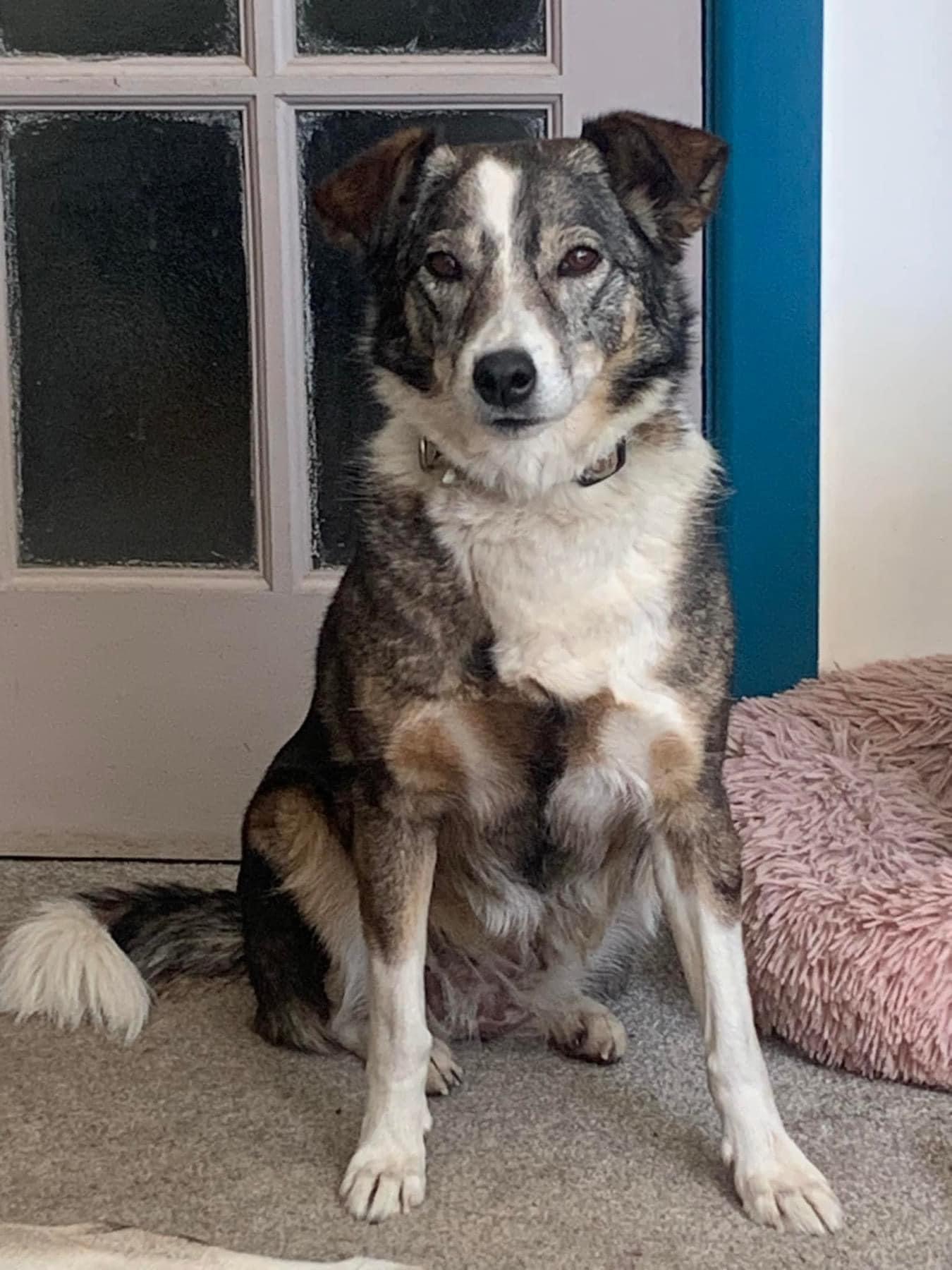 Adoptable Dogs, Wren in Southampton - adoptable.co.uk