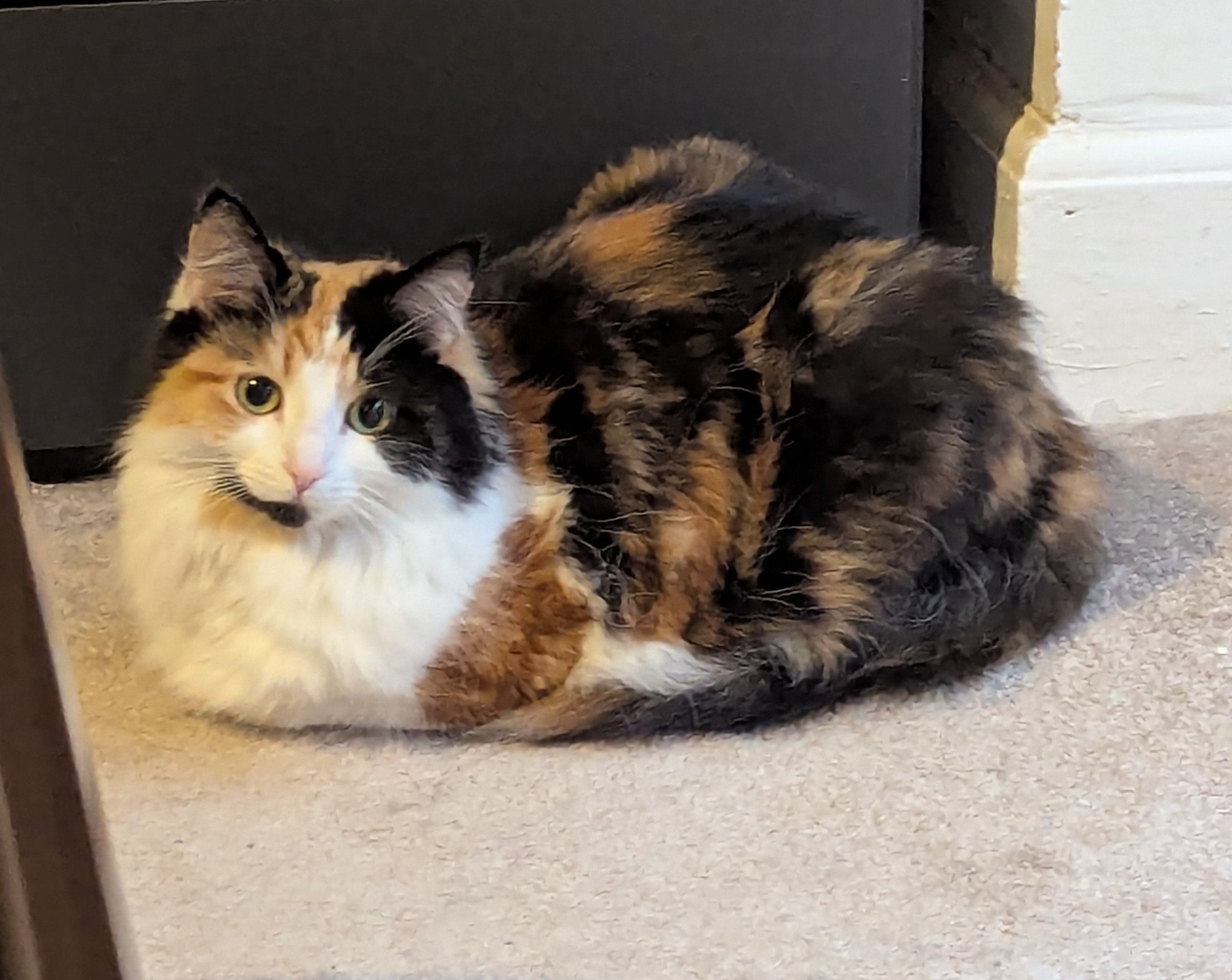 Adoptable Cats, Basil in Cheam - adoptable.co.uk