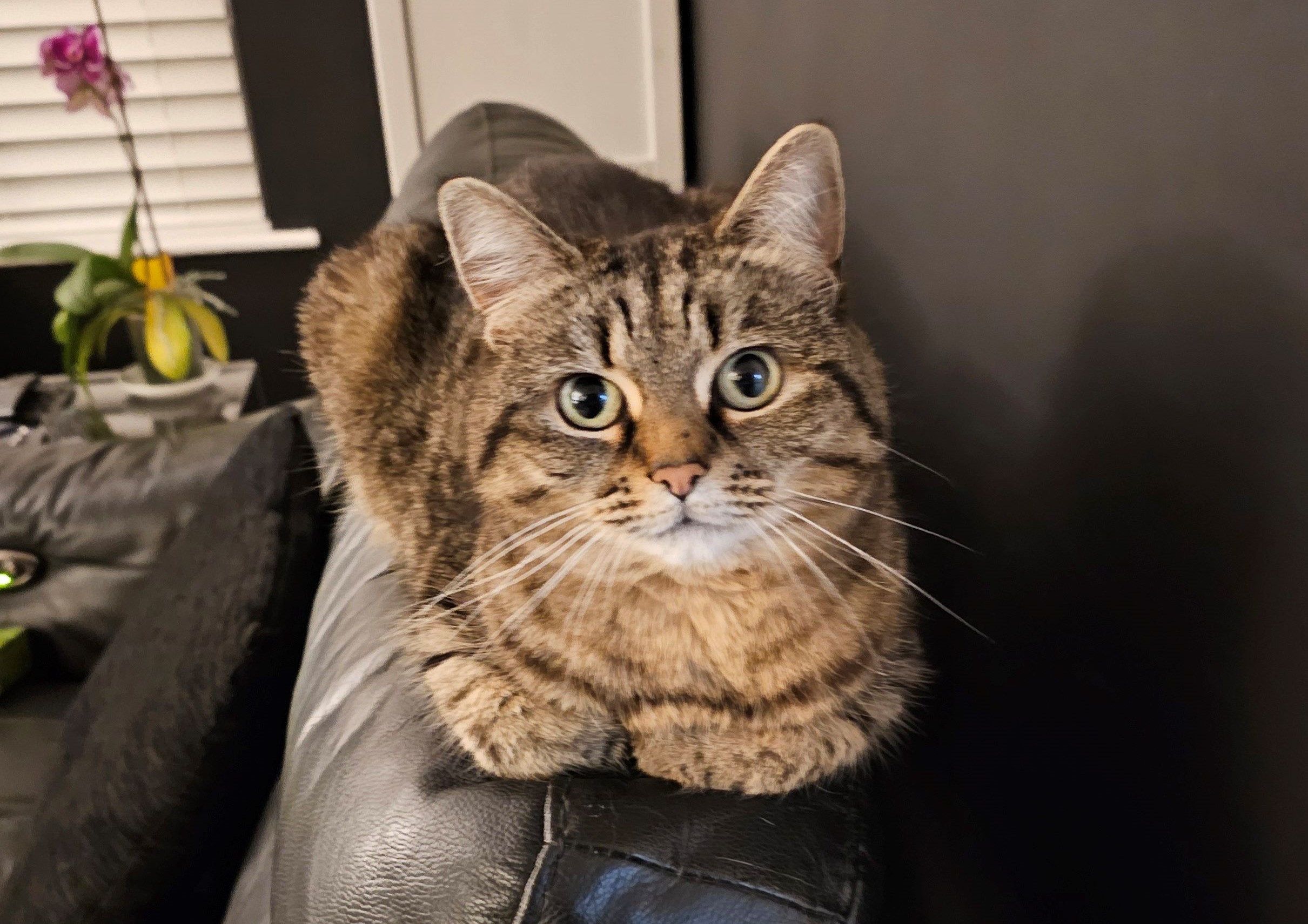 Adoptable Cats, Hoxii in Wakefield - adoptable.co.uk