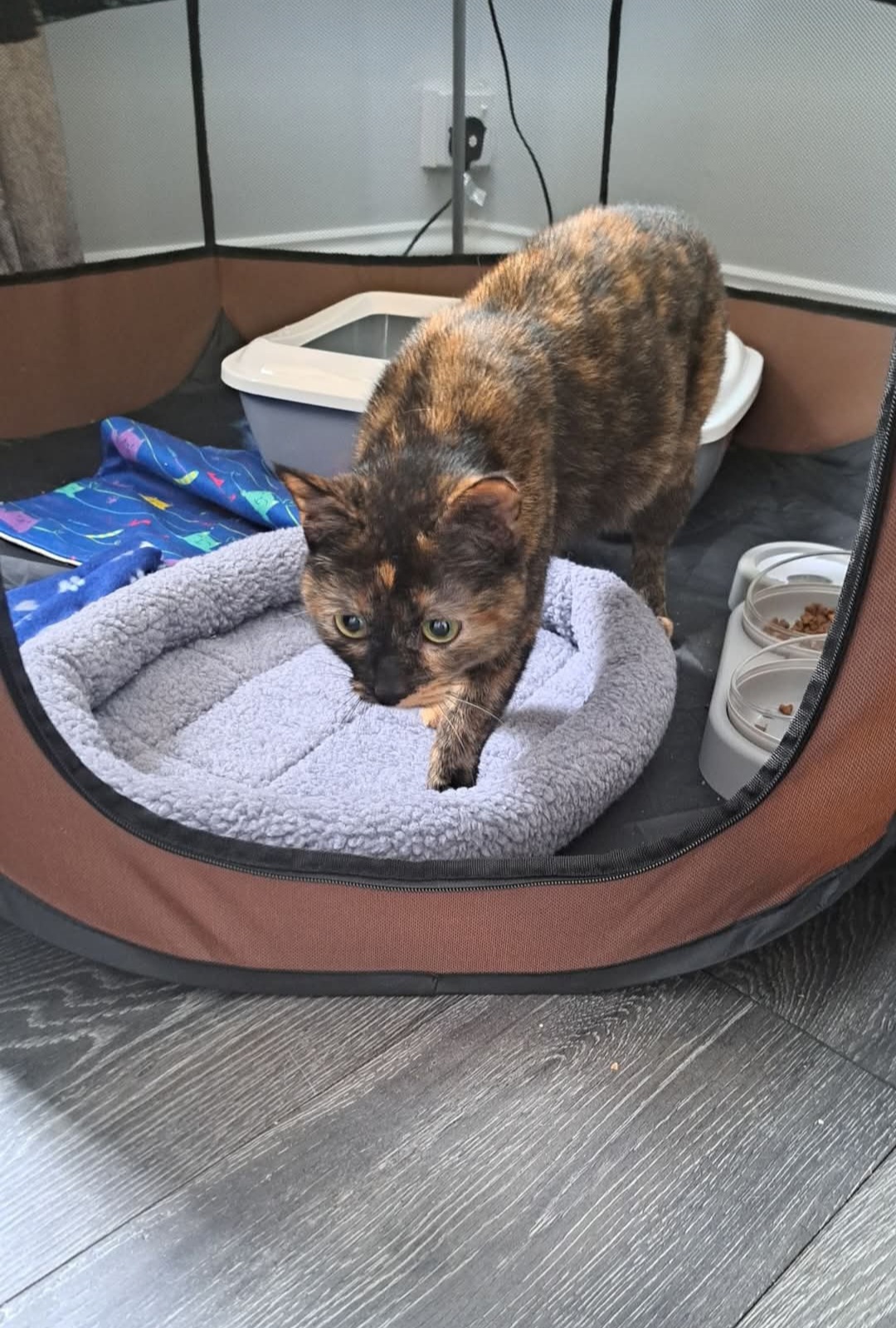 Adoptable Cats, Biscuit in Maidstone - adoptable.co.uk
