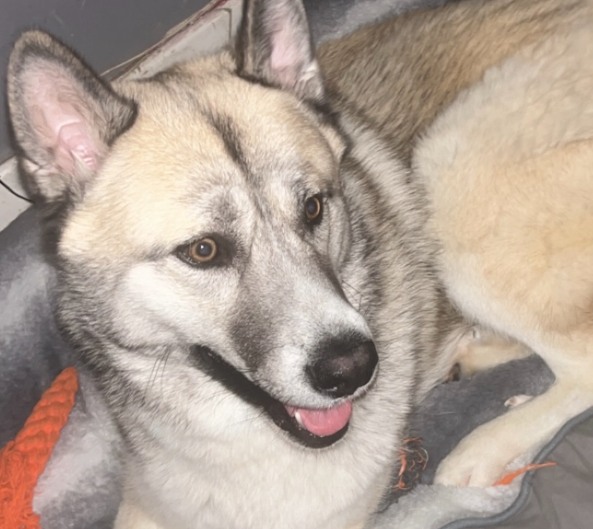 Adoptable Dogs, Monster in Shropshire - adoptable.co.uk